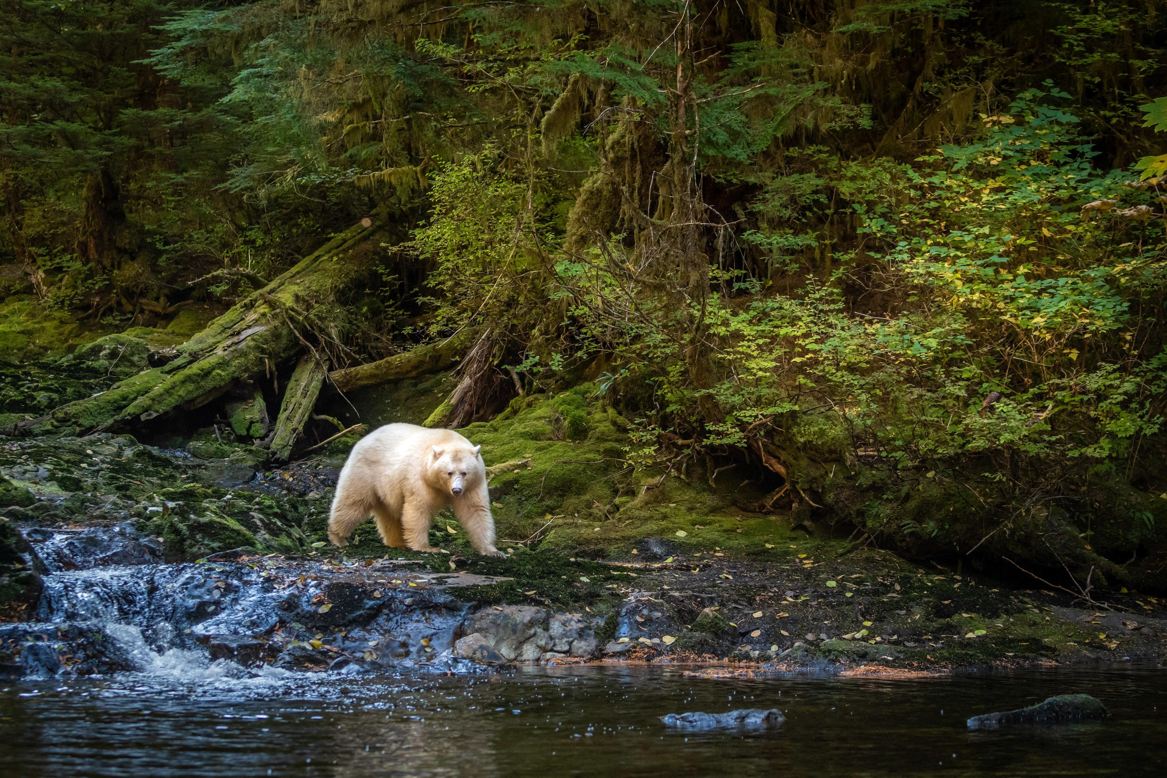 Mary Kay Inc. представляє зведений звіт із стратегії сталого розвитку ...